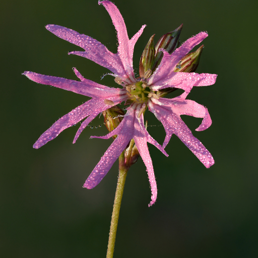 Ragged Robin (Lychnis Flos-cuculi) Plant Care & How to Grow, Water