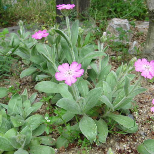 Lychnis Flos-jovis Plant Care & How to Grow, Water