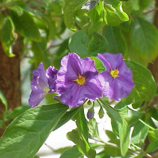 Blue Potato Bush (Lycianthes Rantonnetii) Care Guide: Water, Soil ...