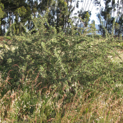 Kraal Honey-Thorn (Lycium Afrum) Plant Care & How to Grow, Water