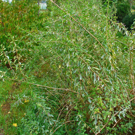 Goji Berry (Lycium Barbarum) Plant Care & How to Grow, Water