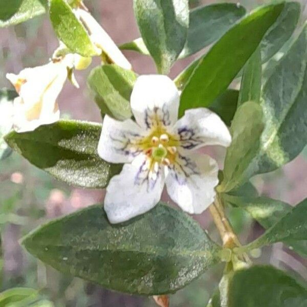 Lycium Ciliatum Plant Care & How to Grow, Water