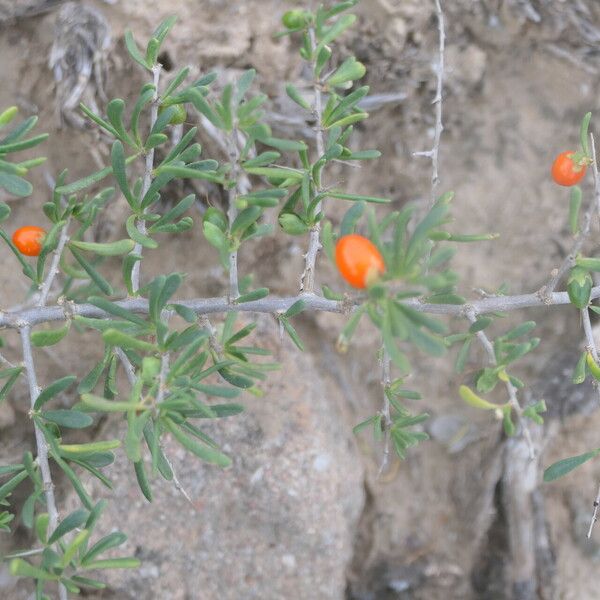 Blue Honeythorn (Lycium Cinereum) Plant Care & How to Grow, Water