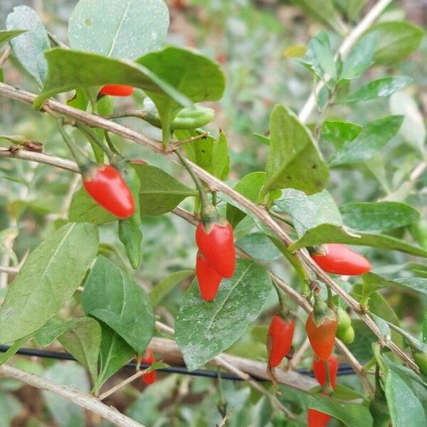 Lycium Dasystemum Plant Care & How to Grow, Water