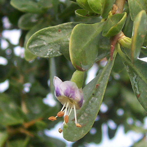 African Boxthorn (Lycium Ferocissimum) Plant Care & How to Grow, Water