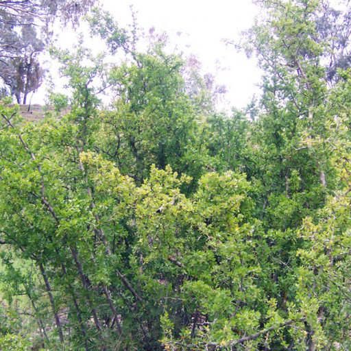 Boxthorns (Lycium) Plant Care & How to Grow, Water