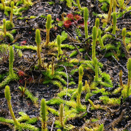 Inundated Clubmoss (Lycopodiella Inundata) Plant Care & How to Grow, Water