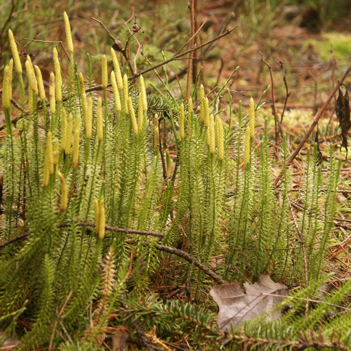 Interrupted Clubmoss (Lycopodium Annotinum) Plant Care & How to Grow, Water