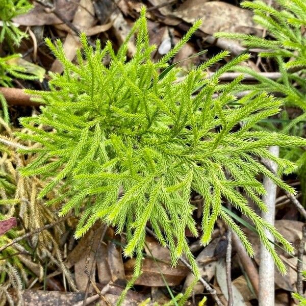 Bushy Clubmoss (Lycopodium Deuterodensum) Care Guide: Water, Soil ...
