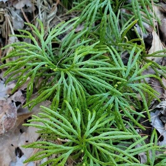 Fan Clubmoss (Lycopodium Digitatum) Plant Care & How to Grow, Water