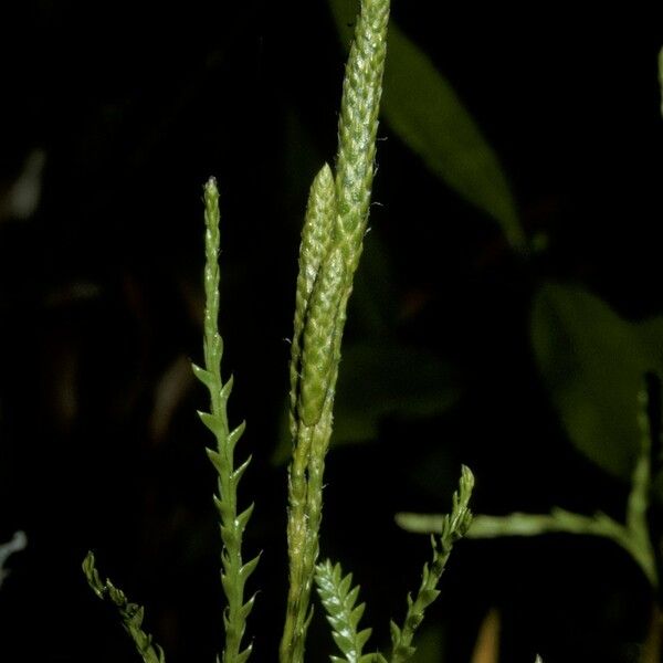 Lycopodium Gayanum Care Guide: Water, Soil & Propagation - Plantiary