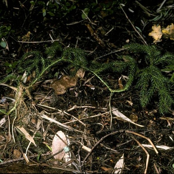 Lycopodium Paniculatum Care Guide: Water, Soil & Propagation - Plantiary