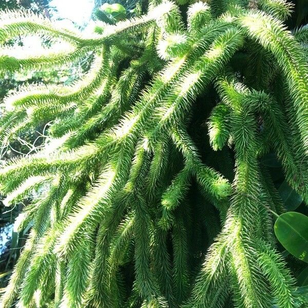 Lycopodium Squarrosum Care Guide: Water, Soil & Propagation - Plantiary