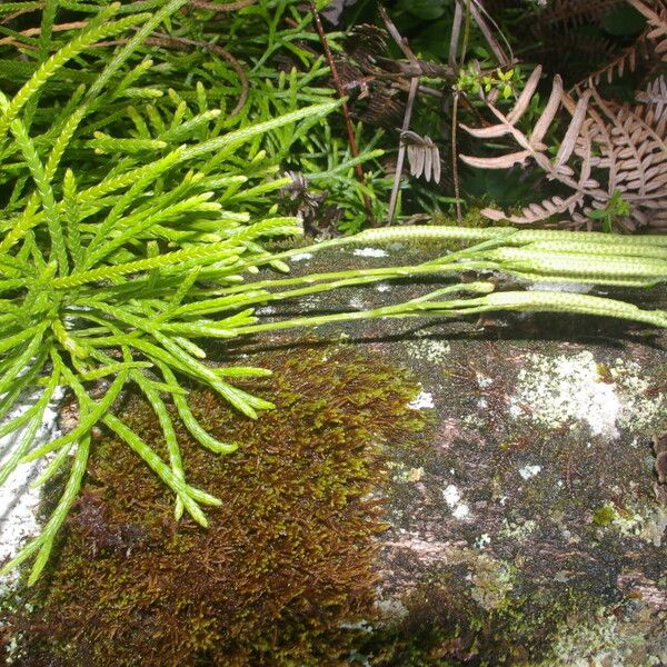 Lycopodium Thyoides Care Guide: Water, Soil & Propagation - Plantiary