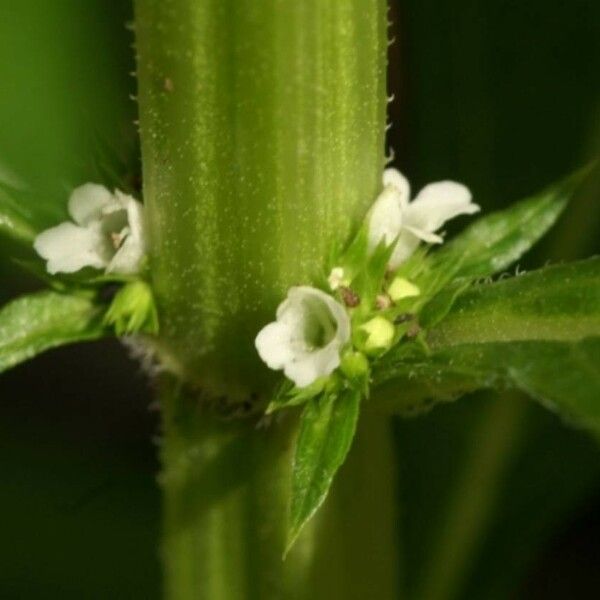 Australian Gypsywort (Lycopus Australis) Plant Care & How to Grow, Water