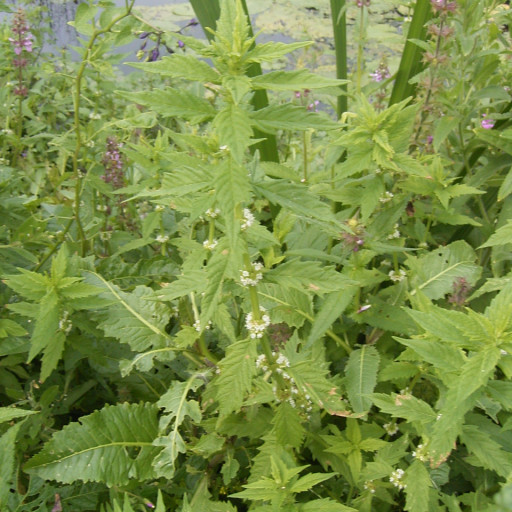 Gypsywort (Lycopus Europaeus) Plant Care & How to Grow, Water