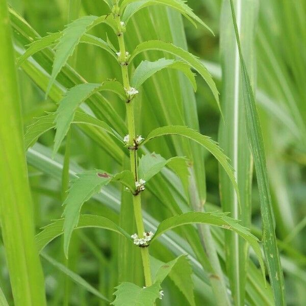 Shiny Bugleweed (Lycopus Lucidus) Plant Care & How to Grow, Water