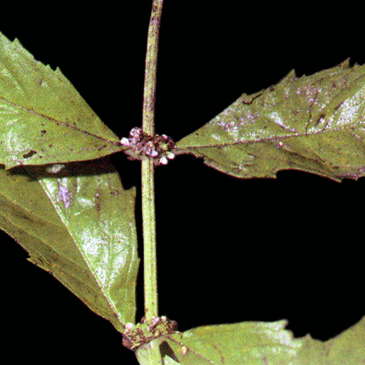 Bugleweed (Lycopus Uniflorus) Plant Care & How to Grow, Water