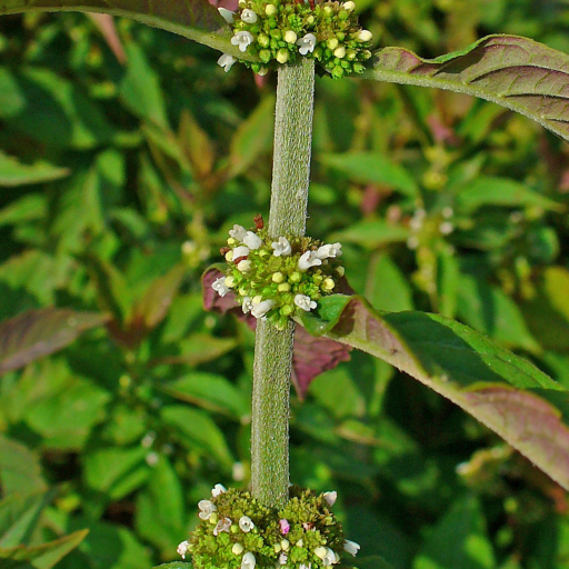 Water Horehound (Lycopus Virginicus) Plant Care & How to Grow, Water