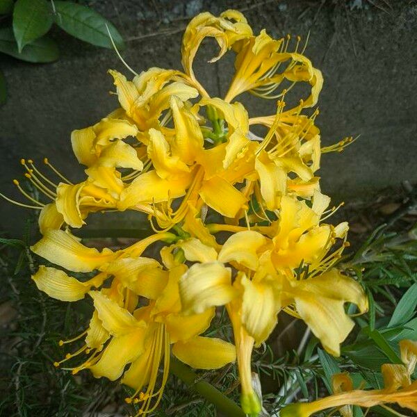 Golden Spider-lily (Lycoris Aurea) Plant Care & How to Grow, Water