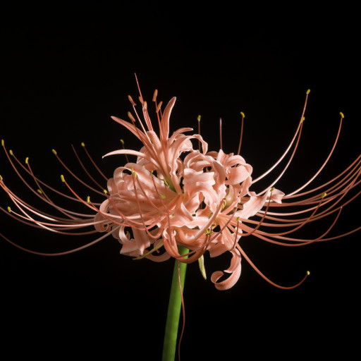 Red Spider Lily (Lycoris Radiata) Plant Care & How to Grow, Water