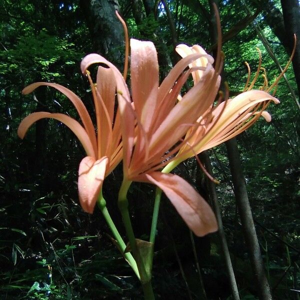 Orange-Flowered Surprise Lily (Lycoris Sanguinea) Plant Care & How to ...