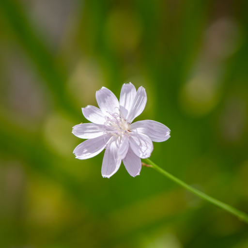 White Teak (Gmelina Arborea) Plant Care & How to Grow, Water