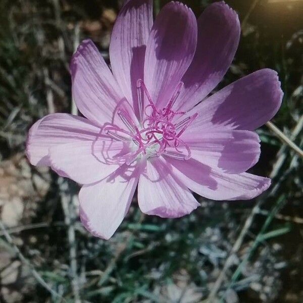 Texas Skeleton- (Lygodesmia Texana) Care Guide: Water, Soil ...
