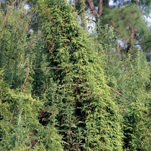 Japanese Climbing Fern (Lygodium Japonicum) Plant Care & How to Grow, Water