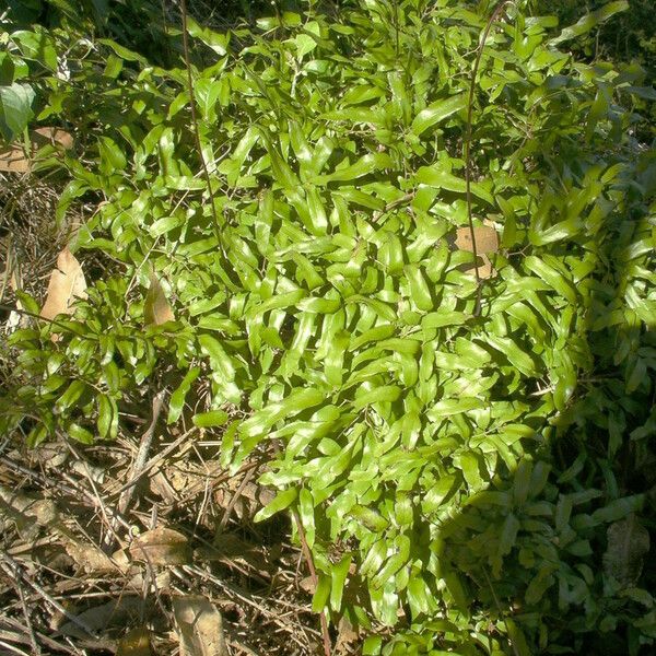 Lygodium Lanceolatum Care Guide: Water, Soil & Propagation - Plantiary