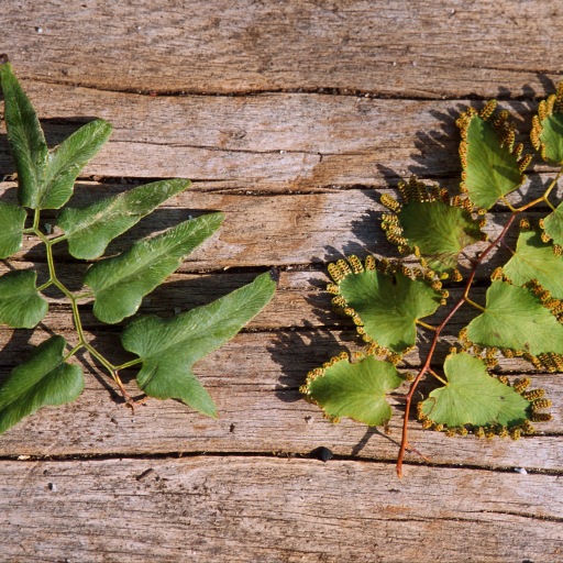 Small-Leaf Climbing Fern (Lygodium Microphyllum) Plant Care & How to ...