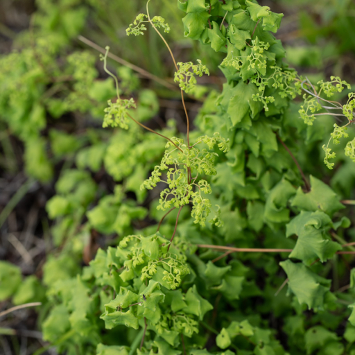 American Climbing Fern (Lygodium Palmatum) Plant Care & How to Grow, Water