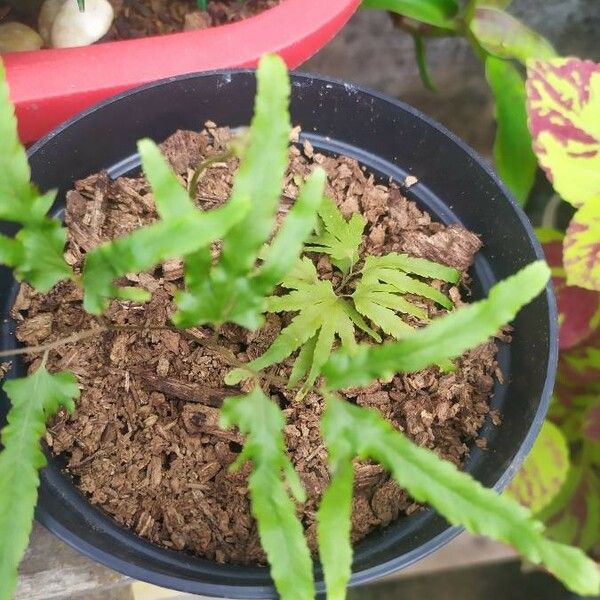 Monarch Climbing Fern (Lygodium Venustum) Plant Care & How to Grow, Water