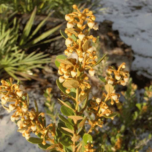 Rusty Staggerbush (Lyonia Ferruginea) Plant Care & How to Grow, Water