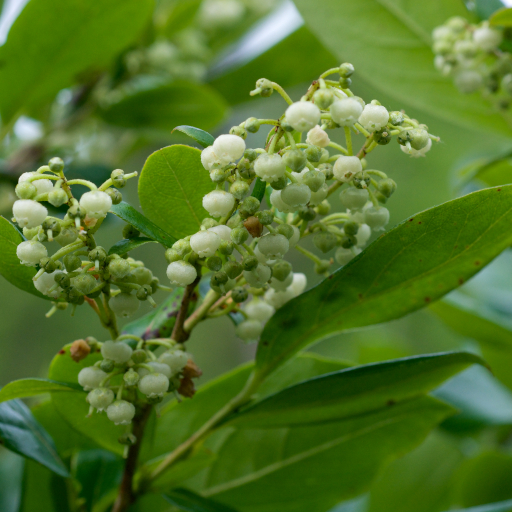 Maleberry (Lyonia Ligustrina) Plant Care & How to Grow, Water