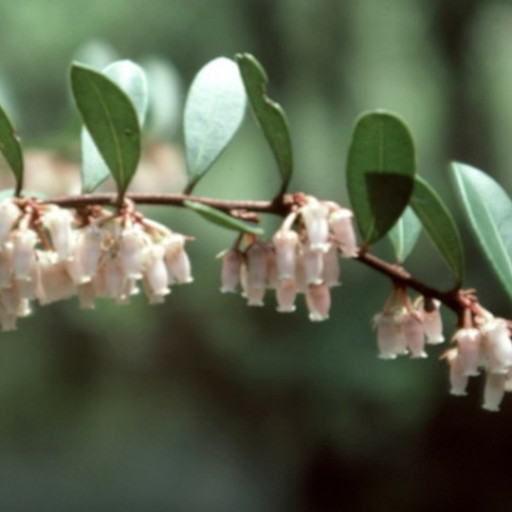 Fetterbush Lyonia (Lyonia Lucida) Plant Care & How to Grow, Water