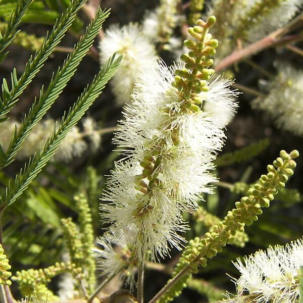 Quebracho Colorado (Lysiloma Acapulcense) Care Guide: Water, Soil ...