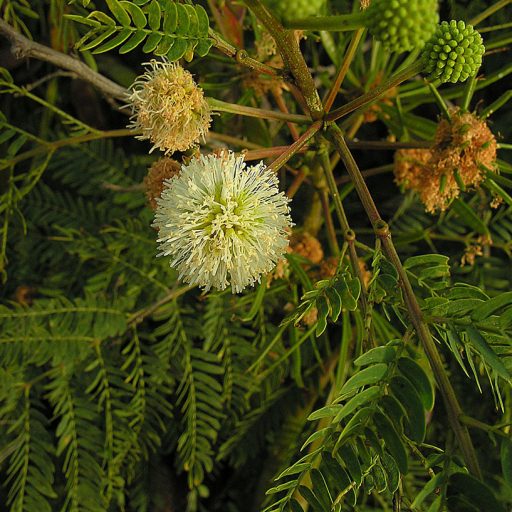 Quebracho (Lysiloma Divaricatum) Care Guide: Water, Soil & Propagation ...