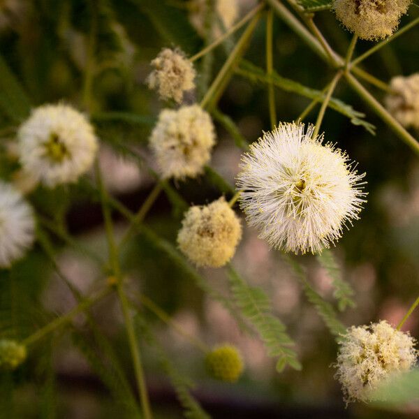 Littleleaf False Tamarind (Lysiloma Watsonii) Plant Care & How to Grow ...