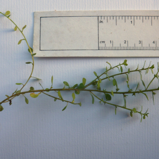 Chaffweed (Lysimachia Minima) Plant Care & How to Grow, Water