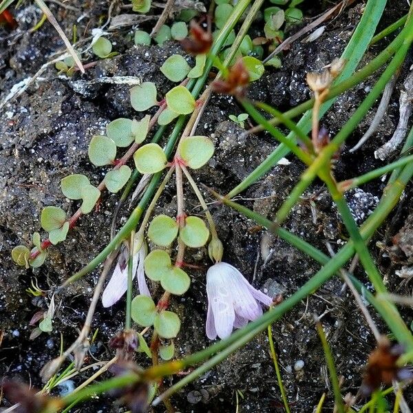 Bog Pimpernel (Lysimachia Tenella) Plant Care & How to Grow, Water