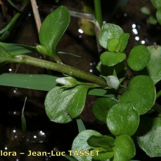 Lysimachia Tyrrhenia Plant Care & How to Grow, Water