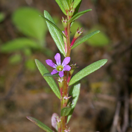 Grass-poly (Lythrum Hyssopifolia) Plant Care & How to Grow, Water