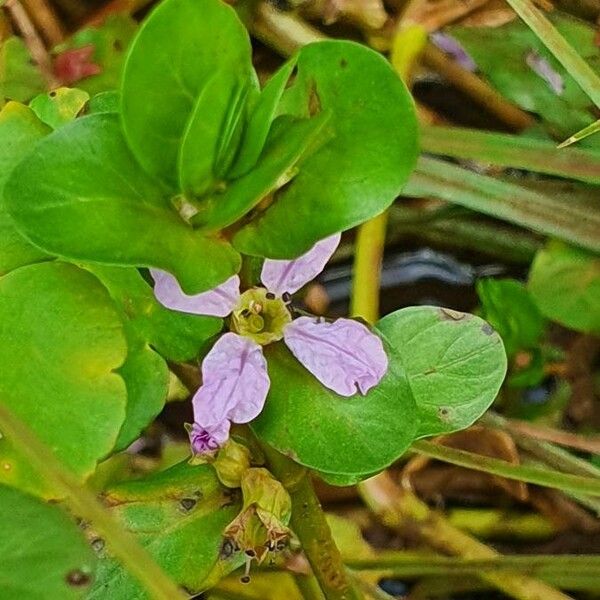 Lythrum Rotundifolium Care Guide: Water, Soil & Propagation - Plantiary