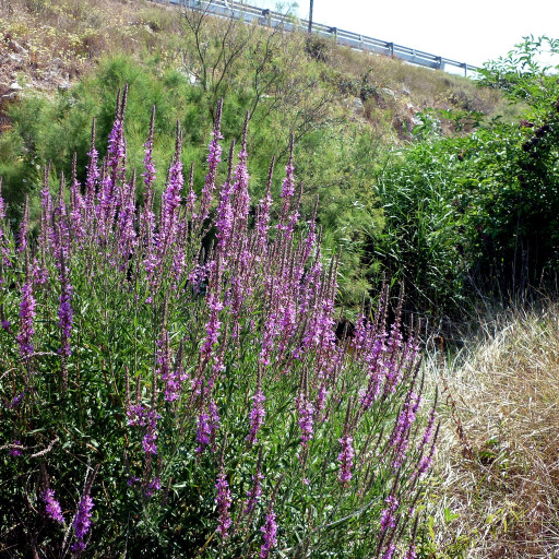 Purple Loosestrife (Lythrum Salicaria) Plant Care & How to Grow, Water