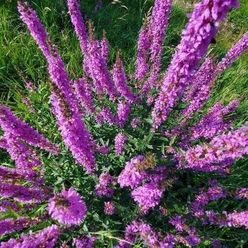 European Wand Loosestrife (Lythrum Virgatum) Plant Care & How to Grow ...
