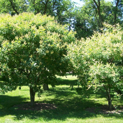 Amur Maackia (Maackia Amurensis) Plant Care & How to Grow, Water