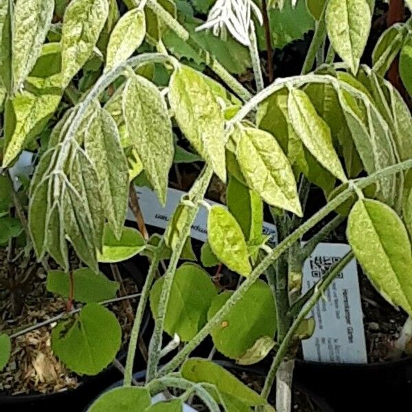 Maackia Hupehensis Care Guide: Water, Soil & Propagation - Plantiary