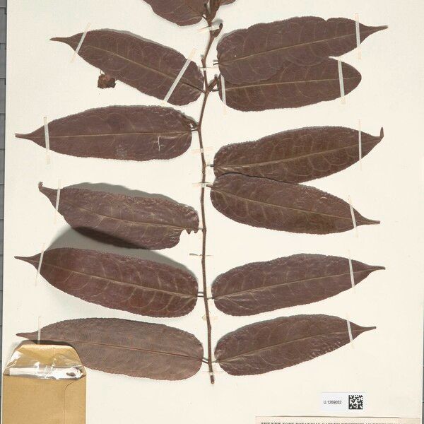 Mabea Anomala Plant Care & How to Grow, Water