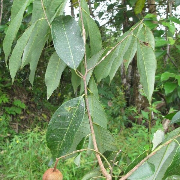 Mabea Excelsa Plant Care & How to Grow, Water